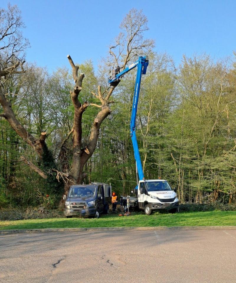Enfield oak tree felled by Toby Carvery 'had hundreds of years to live ...