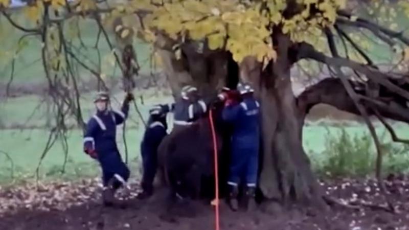 Wallingford: Cow with head stuck in tree freed by firefighters - BBC News