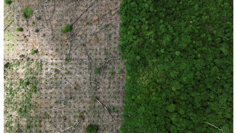 Deforestation of the Amazon rainforest - BBC News