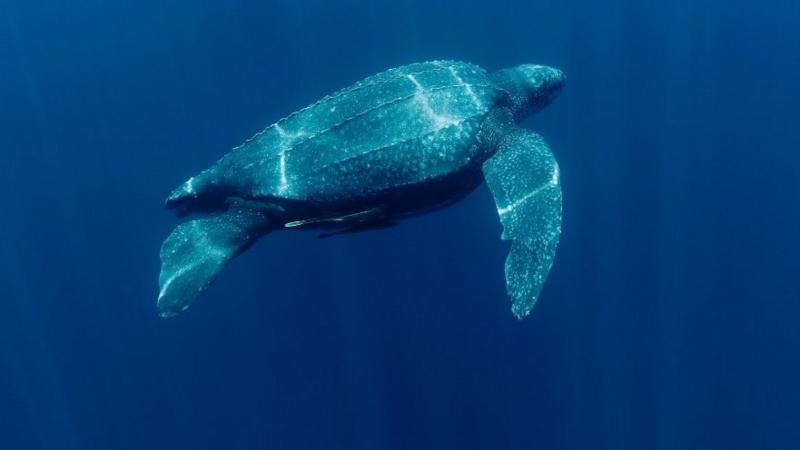 What is a teratonne?: Human-made objects heavier than living things ...