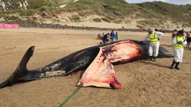 How do you do a post-mortem examination on a whale? - BBC News