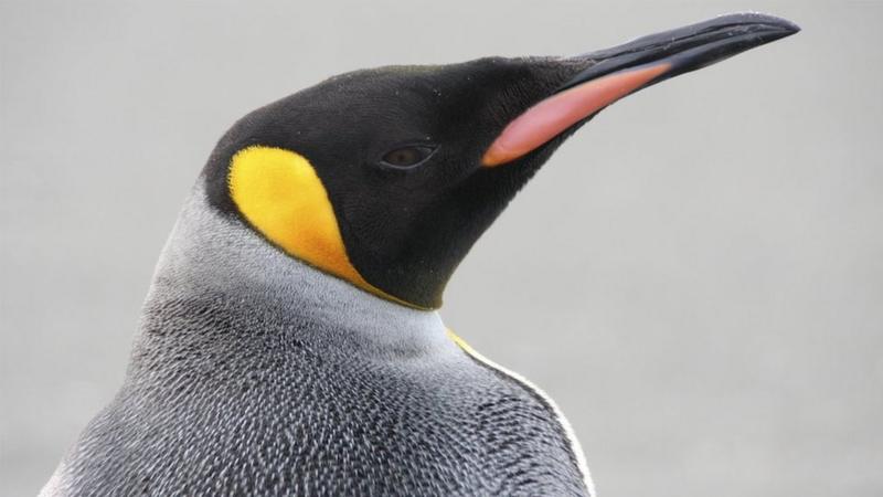 Sir Nils Olav III penguin at Edinburgh Zoo gets promotion and guard of ...