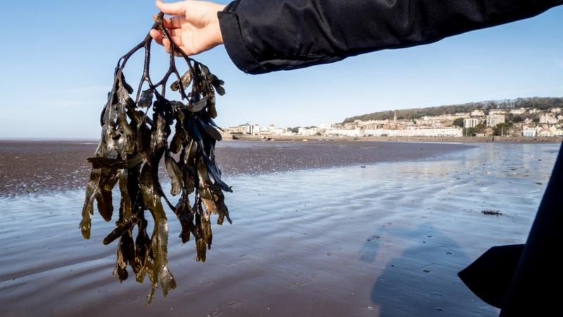 The Big Seaweed Search Week: Why is seaweed so super? - BBC Newsround