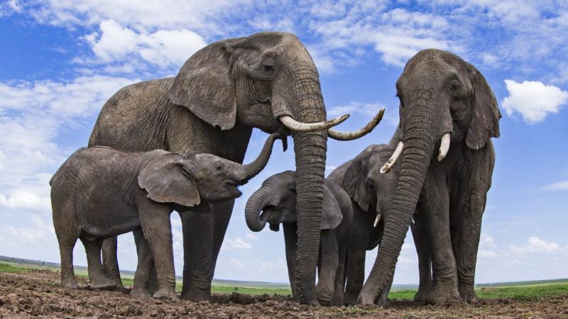 Elephant dictionary created to help understand the gentle giants - BBC ...