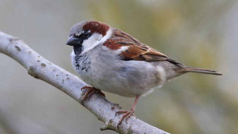 The Big Garden Birdwatch 2023: Which birds made the top ten? - BBC ...