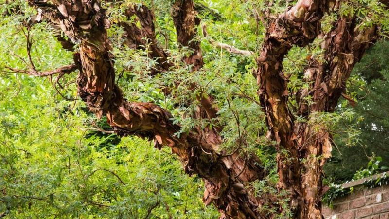 Scotland's tree of the year contenders revealed - BBC News