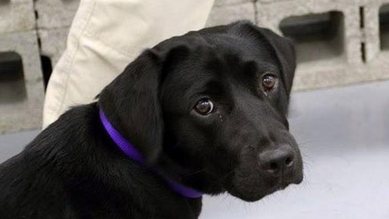 'Heroic good Samaritan' plans to adopt the puppy she saved - BBC News