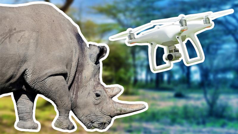 Mozambique: Tuskless elephant evolution linked to ivory hunting - BBC News