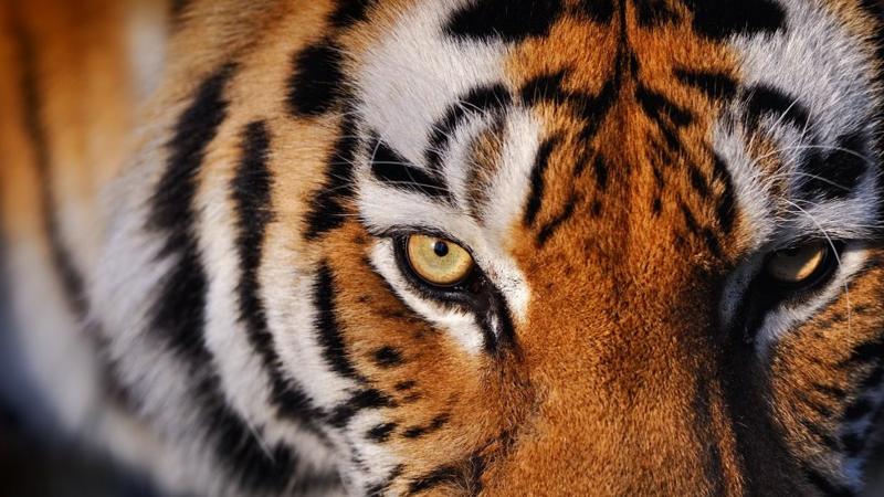 Extinction - BBC News