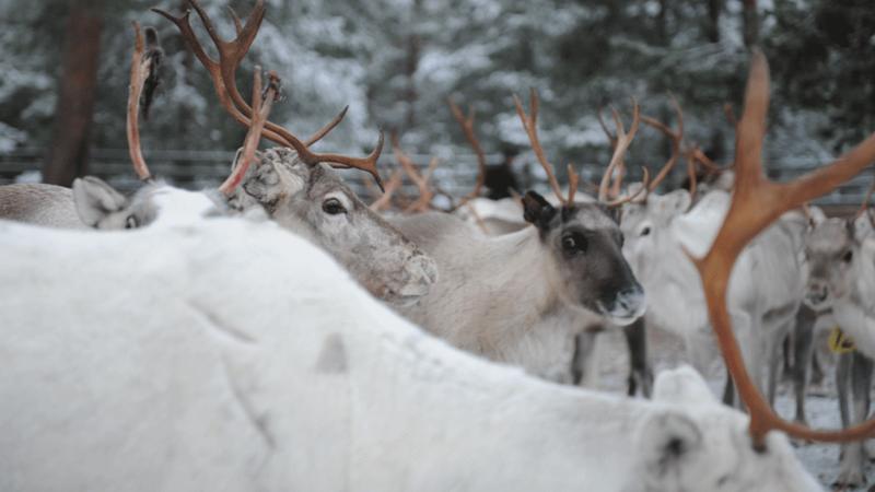 Reindeer hunted by wolverines get safety app - BBC News