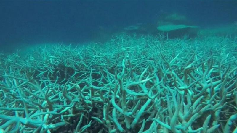 Pheromones may help foil reef-killing starfish - BBC News