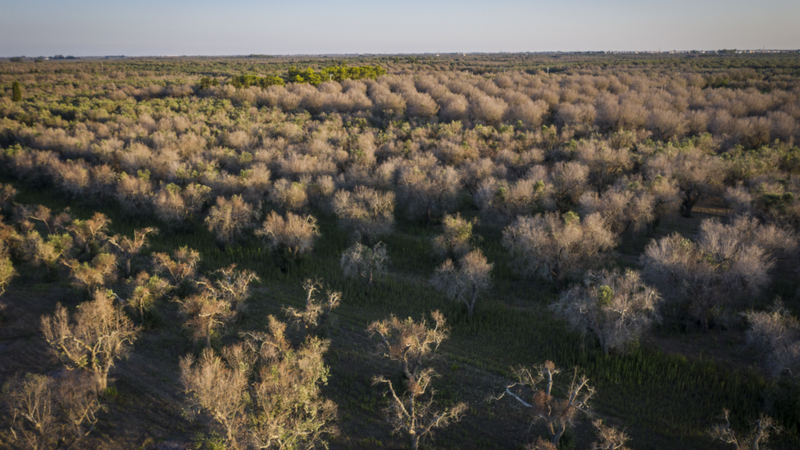 Deadly olive tree disease across Europe 'could cost billions' - BBC News
