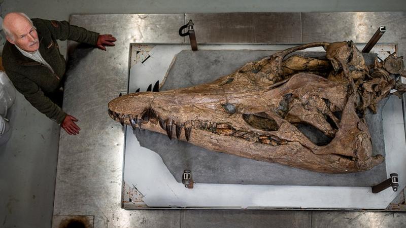 Fossils: What England's discoveries have told us about our past - BBC News