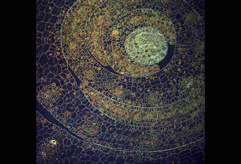 The 20 best science images of the year? - BBC News