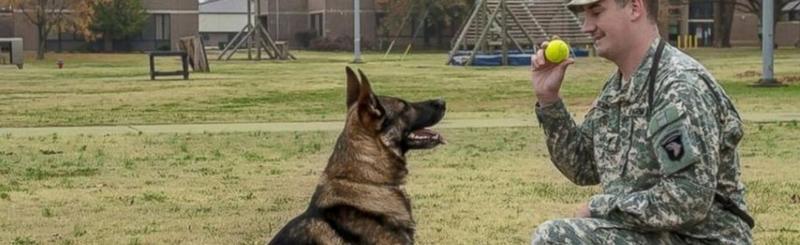 US military dogs awarded 'K-9' bravery medals for Afghan service - BBC News