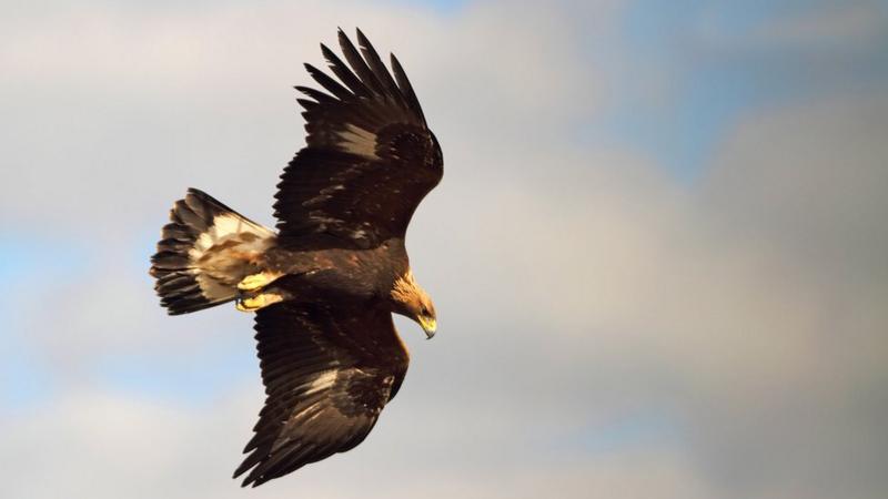Snowdonia golden eagle reintroduction plan launched - BBC News