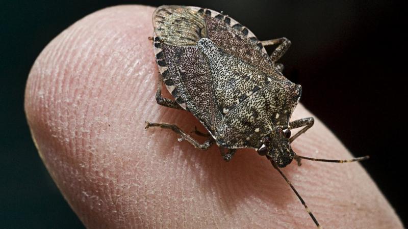 What's that smell? Stink bug arrives in UK - BBC Newsround