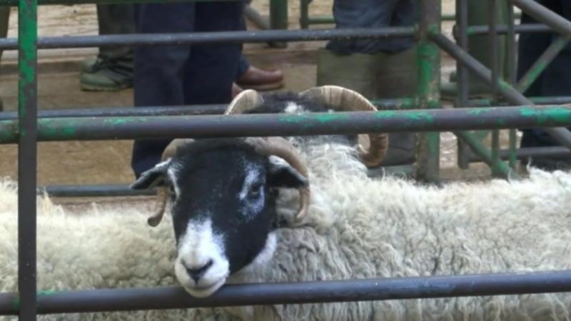 Fleecing the farmers: The true cost of stealing sheep - BBC News