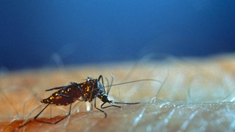 Brazil Zika outbreak: More babies born with birth defects - BBC News