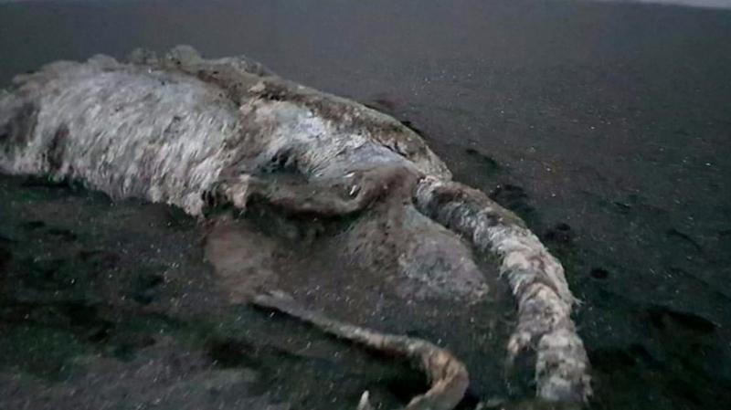 'Penis fish' wash up on a beach in California - BBC News