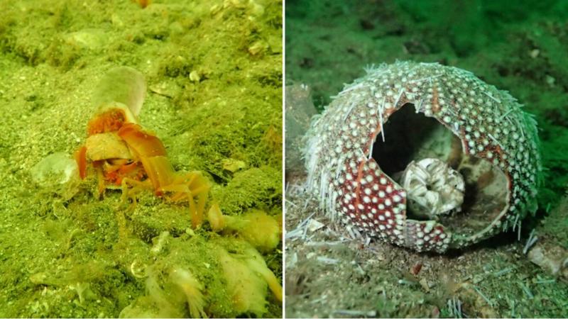 Rare Loch Carron flame shell reef 'devastated' by scallop dredger - BBC ...