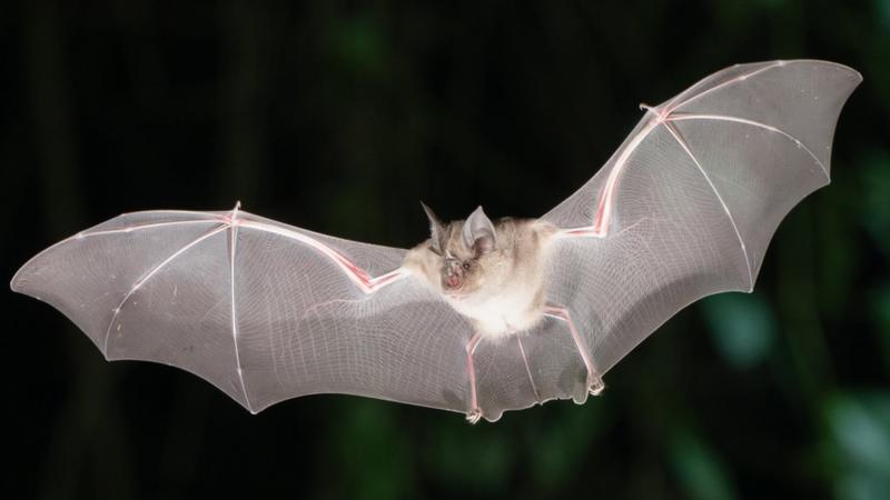 Female greater mouse-eared bat found in Sussex tunnels - BBC News
