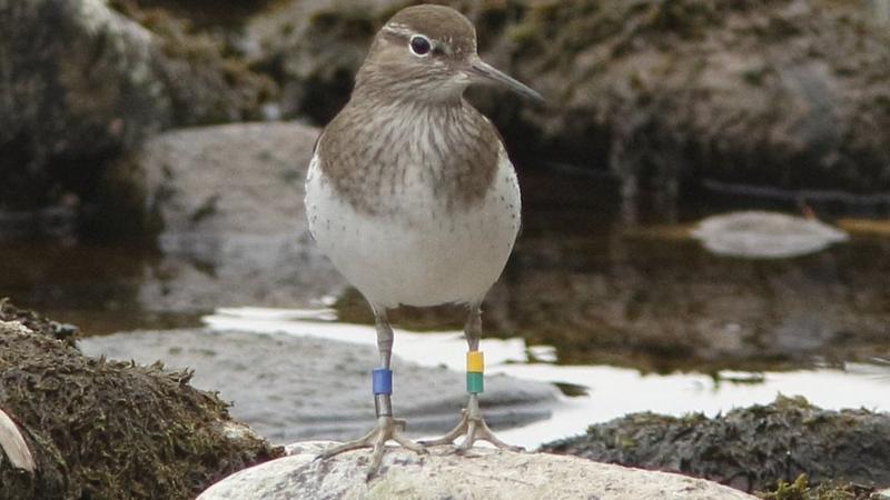 Study 'pinpoints' where common sandpipers spend winter - BBC News