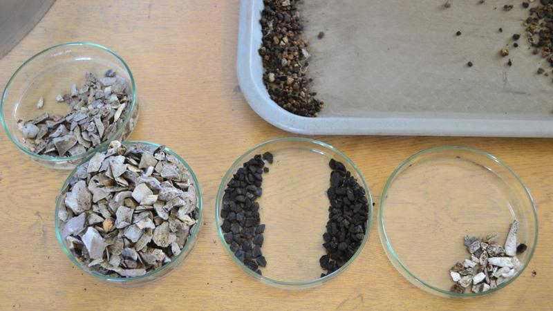 Hazelnut shells found at Skye Mesolithic site - BBC News