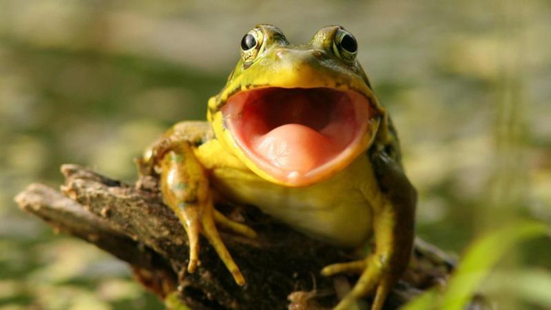 Some frogs emit ultrasonic screams humans can't hear because they're so ...