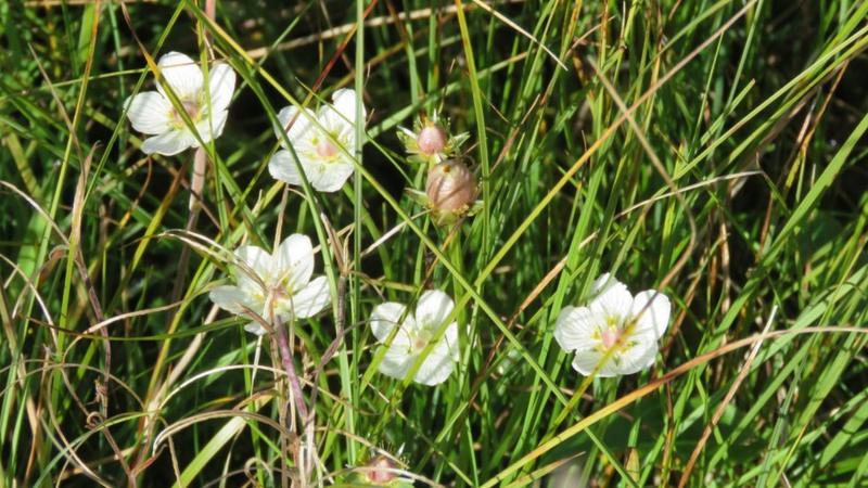 Cumbria's 'striking' county flower thriving on the fells - BBC News
