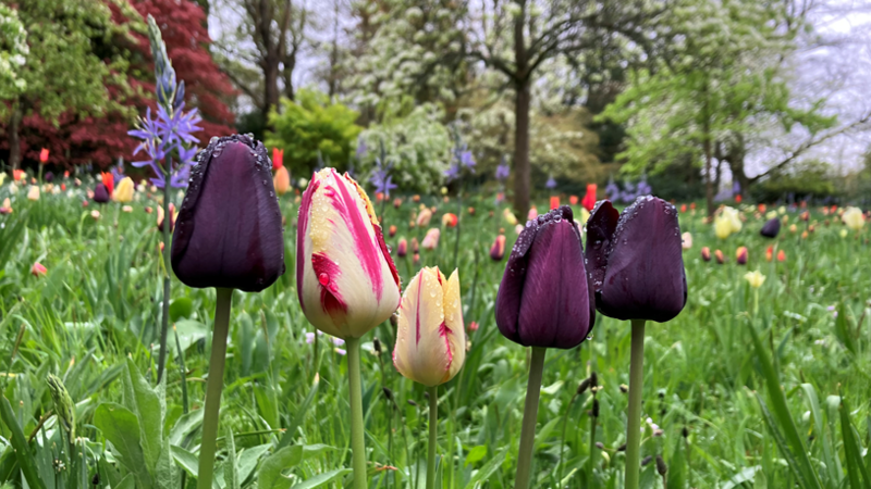'Tulip mania' takes over National Trust's Dyrham Park - BBC News