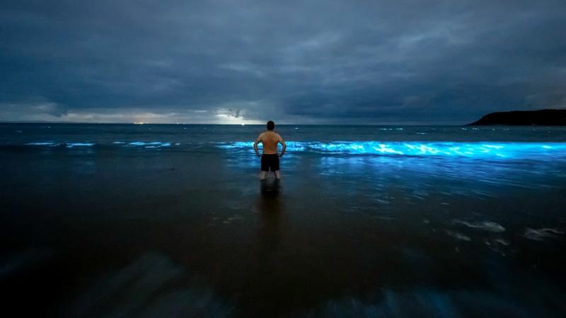 Bioluminescent plankton: 'It's the northern lights of the ocean' - BBC News