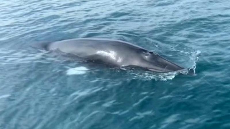 Whales - BBC News