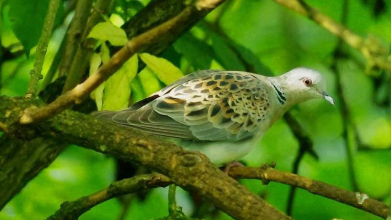 Rare turtle doves have baby in new home in Minster - BBC News