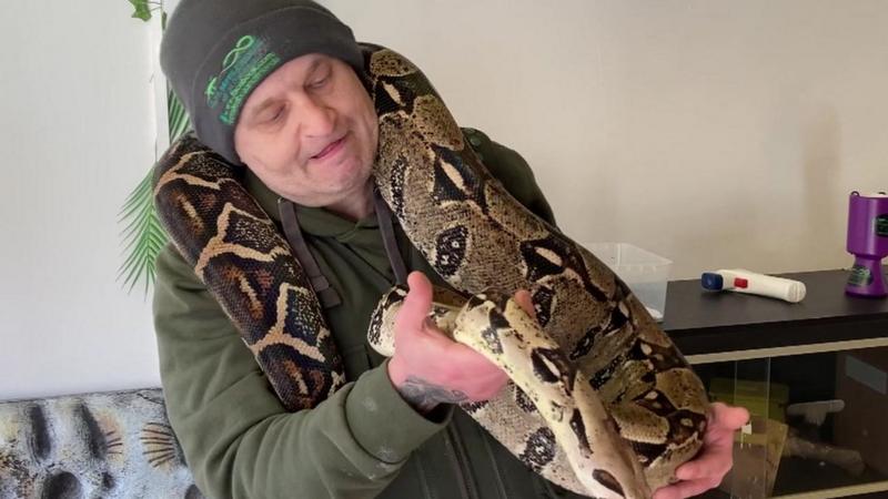 70 Royal Python snakes neglected in a home rescued by centre - BBC News