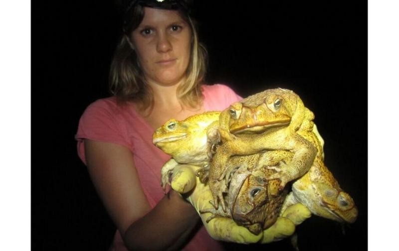 The rapid spread of Australia's cane toad pests - BBC News