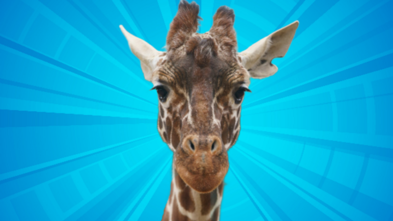 Baby giraffe born with no spots named by the public - BBC Newsround