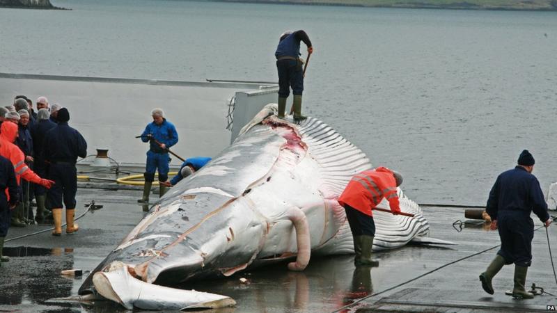 Whale hunting: Five things you may not know - BBC News