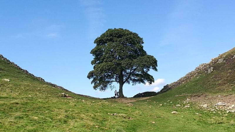 Sycamore Gap tree: The story so far - BBC News