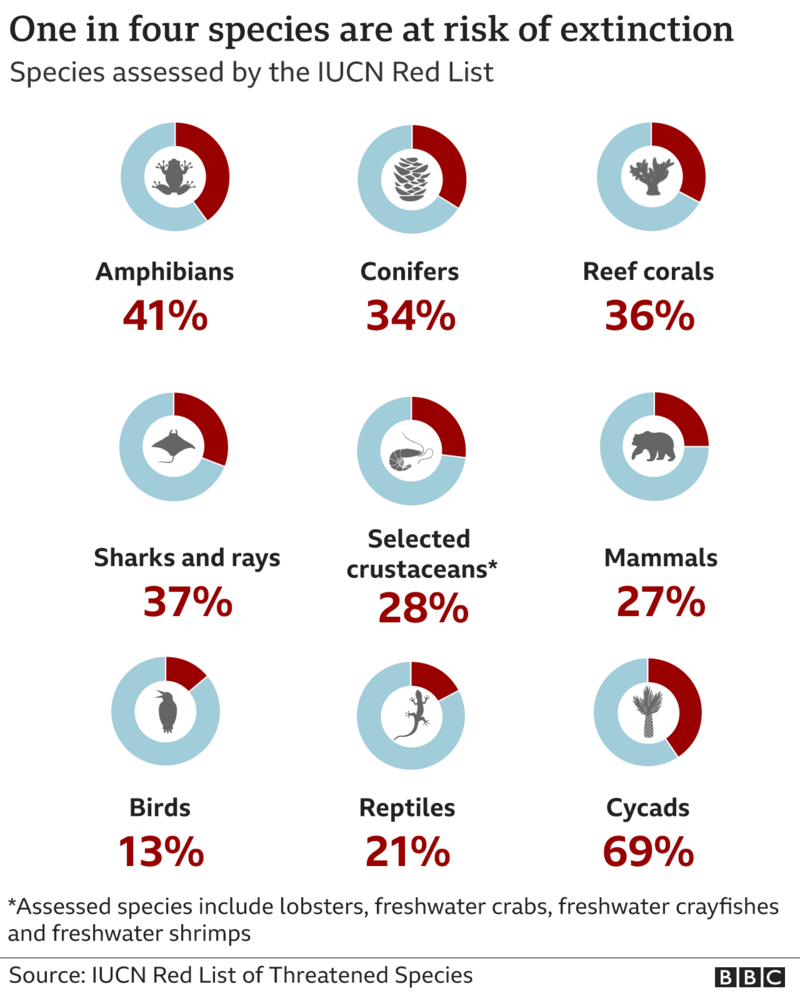 What is biodiversity and how are we protecting it? - BBC News