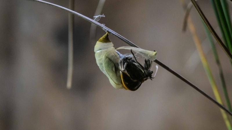 Rare bog butterfly flutters back from brink - BBC News