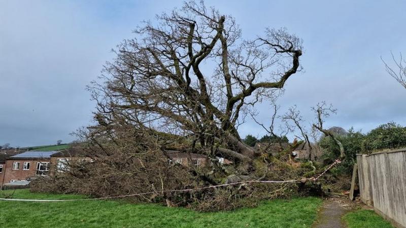 Devon villagers saddened after oak tree falls - BBC News