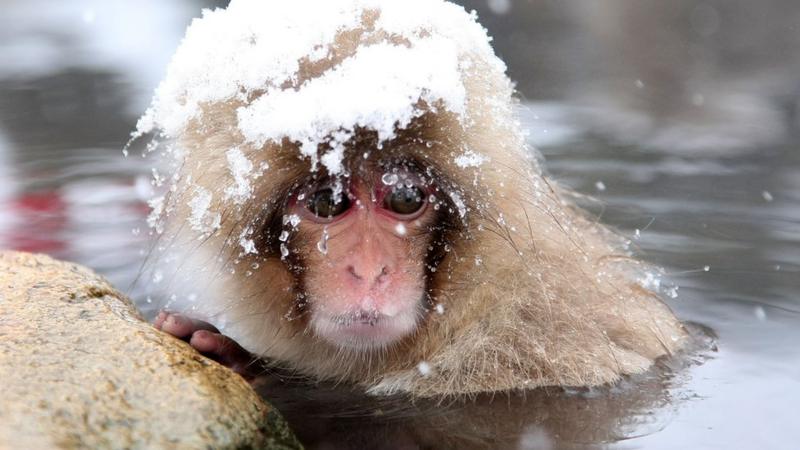 New research shows monkeys use hot baths to chill out - BBC Newsround