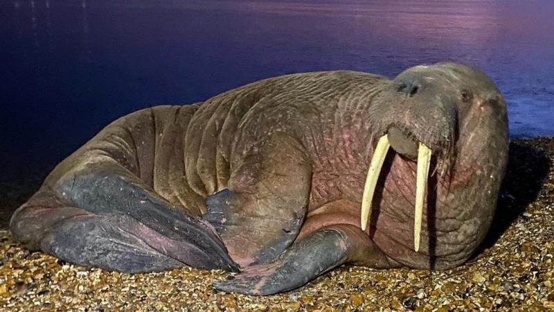Scarborough: Rare walrus sighting draws huge crowds to harbour - BBC News