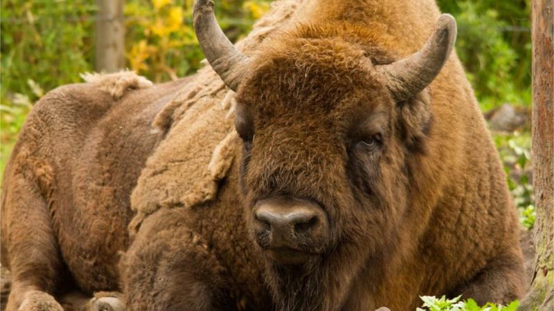 Eurasian elk: UK breeding programme begins at wildlife park - BBC News