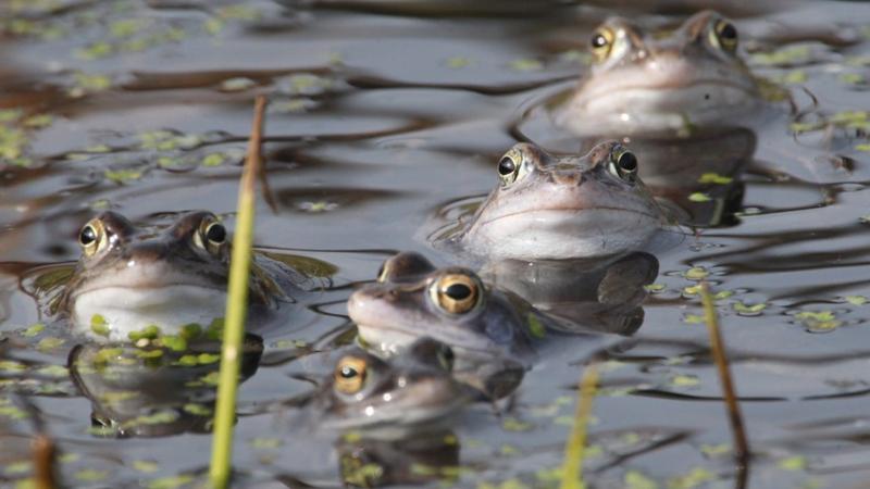 Denmark: Nature agency offers free ponds to landowners - BBC News