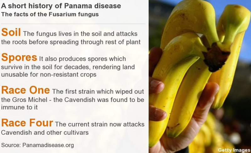 Battling to save the world's bananas - BBC News