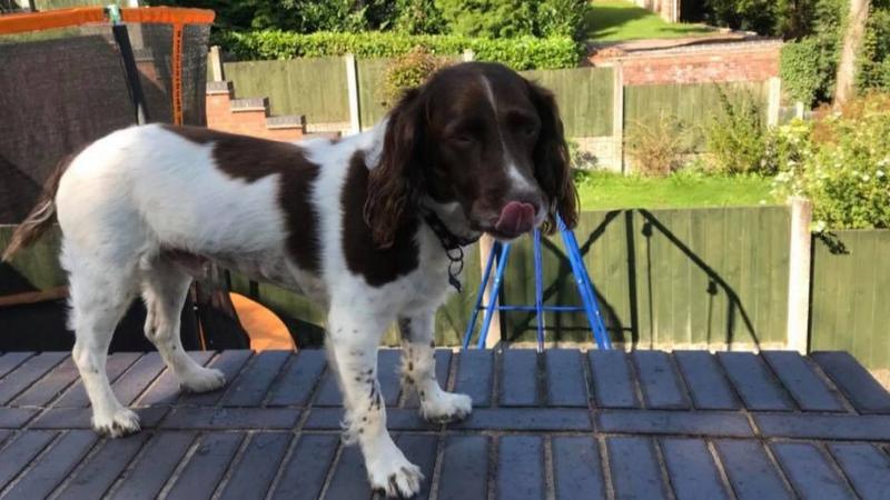 Going for a Lake District walk with Max the Miracle Dog - BBC News