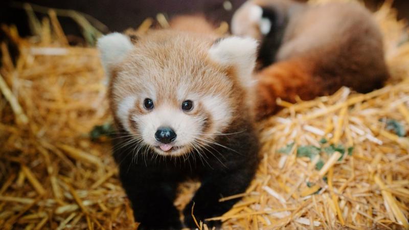 Twin red panda cubs born in Longleat breeding scheme - BBC News