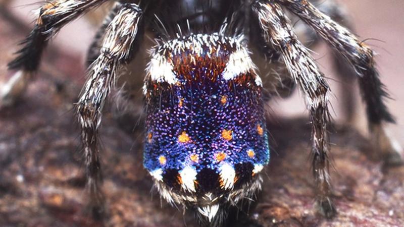 New peacock spider species discovered in Australia - BBC Newsround